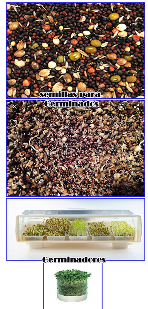 Semillas y beneficios para germinardos - Acaes Club